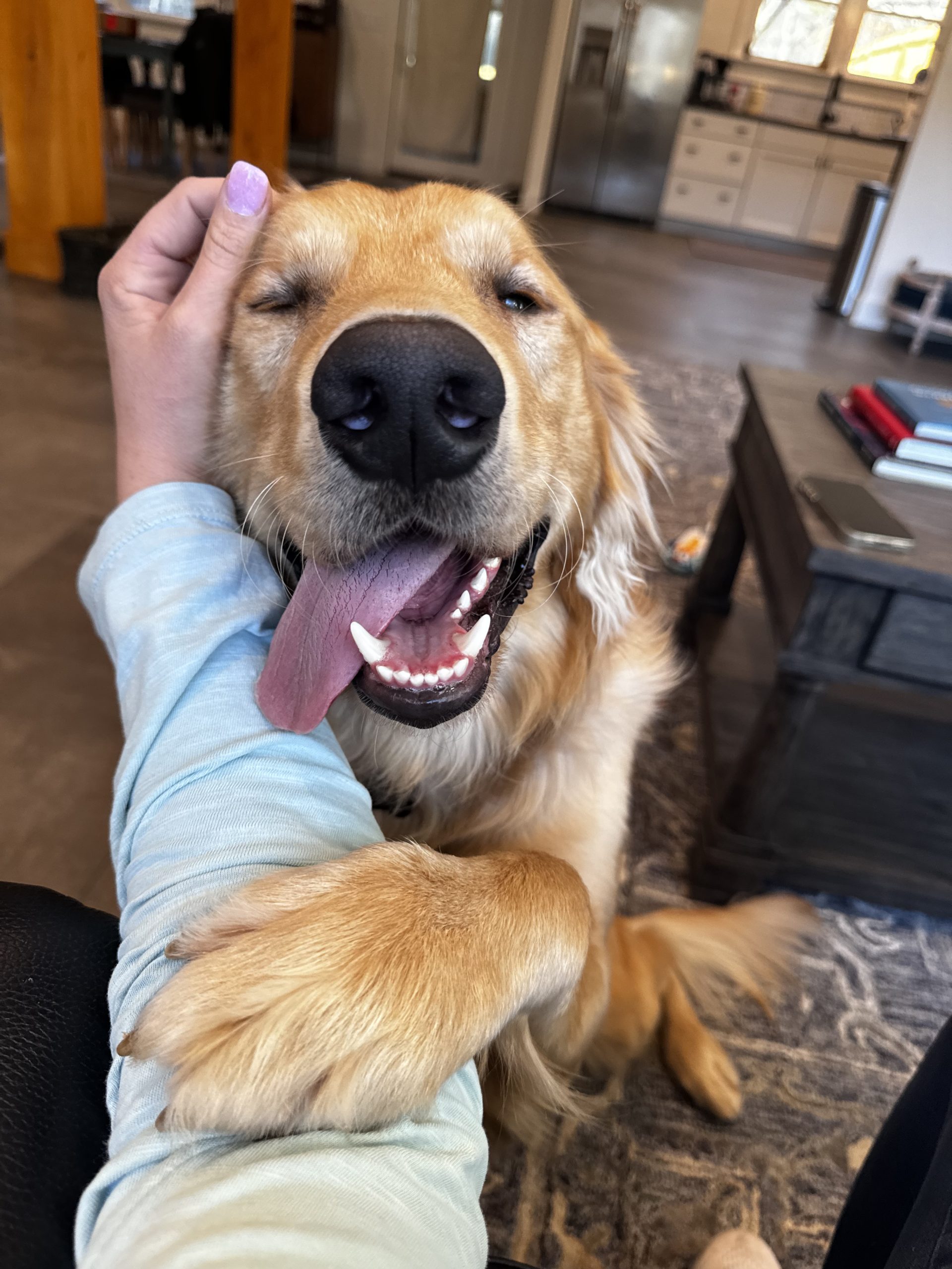 Inner Knowing Canine Connections - innerknowingcanineconnections.com